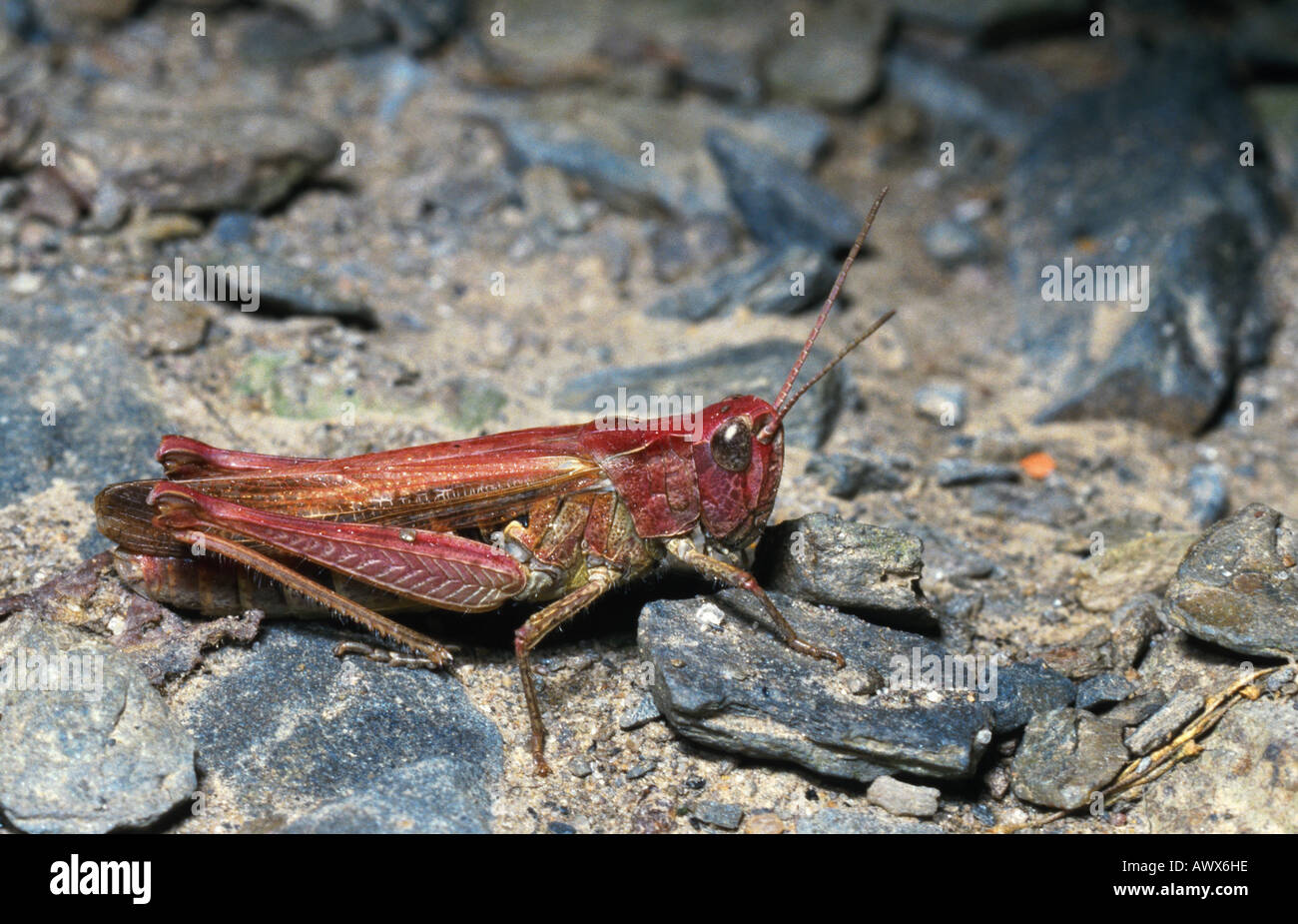 field grasshopper, common field grasshopper (Chorthippus brunneus Stock ...
