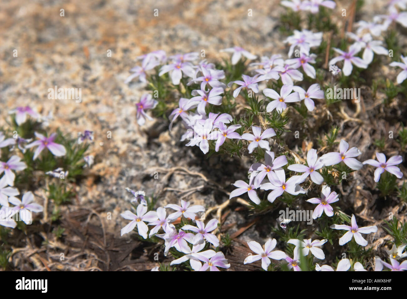 Spreading phlox (Phlox diffusa), Grouse Lake, Desolation Wilderness ...