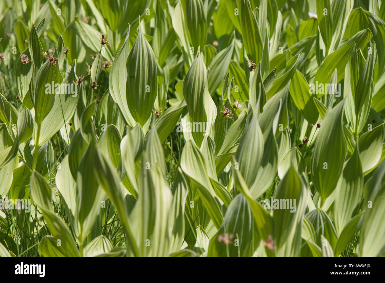 Veratrum californicum hi-res stock photography and images - Alamy