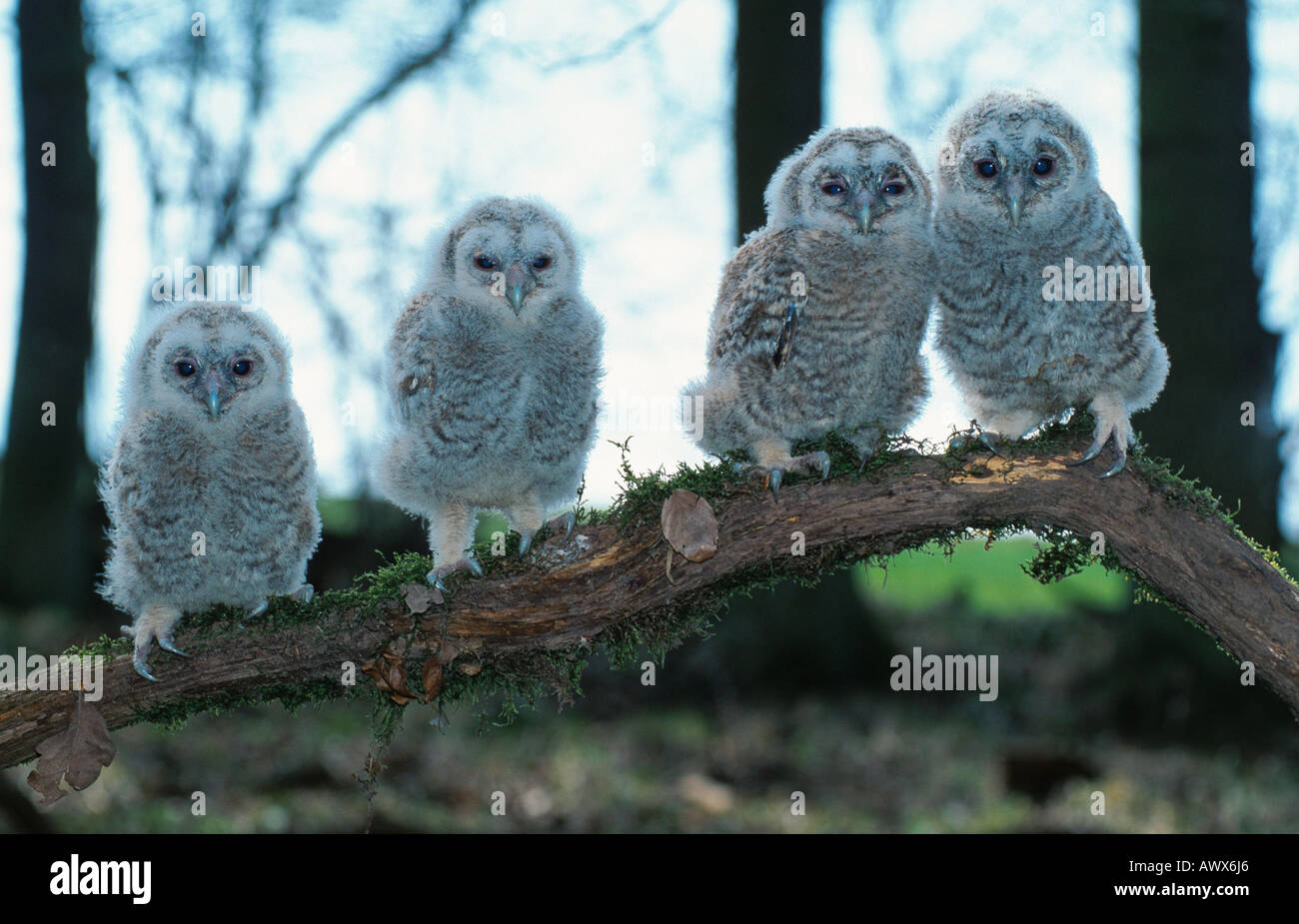 Eurasian tawny owl (Strix aluco), four fledglings Stock Photo - Alamy