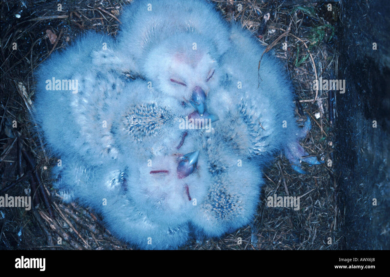 Eurasian tawny owl (Strix aluco), three fledglings in the nest Stock ...
