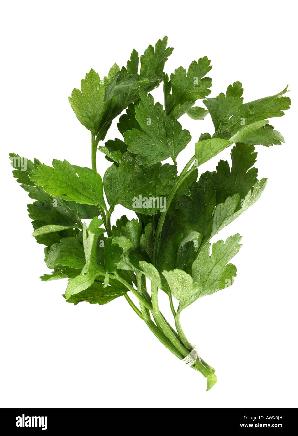 Fresh parsley vegetable isolated on white background Stock Photo - Alamy