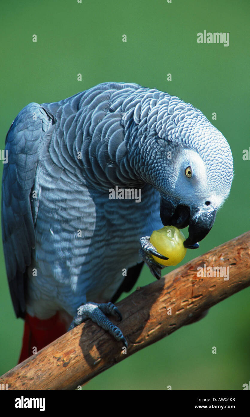 Bird eating grapes hi-res stock photography and images - Alamy