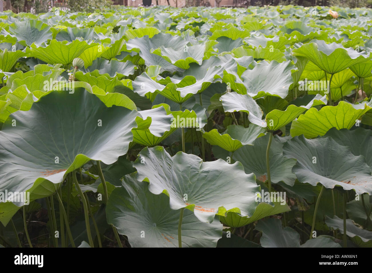 Leaves of lotus plants blanket Shinobazu no ike pond at Ueno Park Taito ...