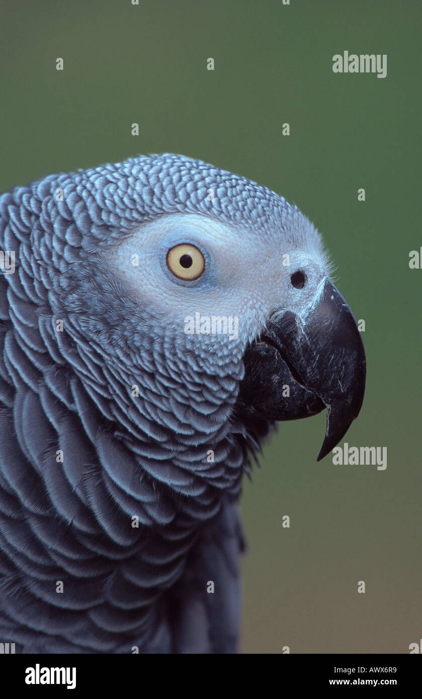 grey parrot (Psittacus erithacus), portrait of a single animal Stock ...
