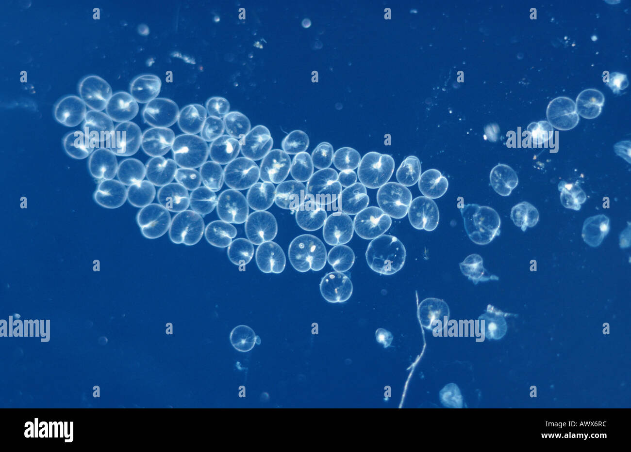 Dinophyta hi-res stock photography and images - Alamy