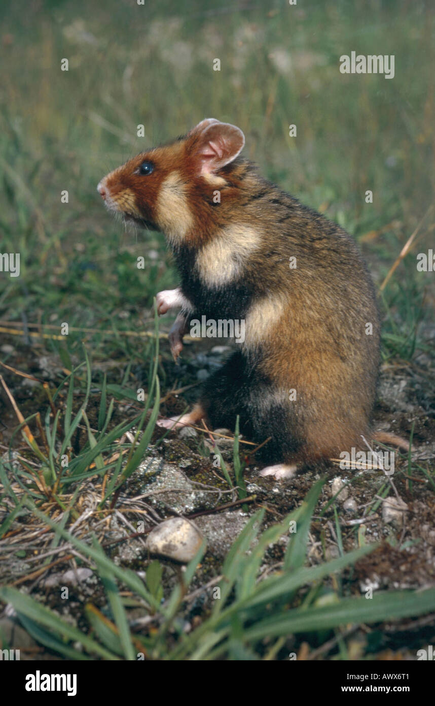 common hamster, black-bellied hamster (Cricetus cricetus), grovelling ...