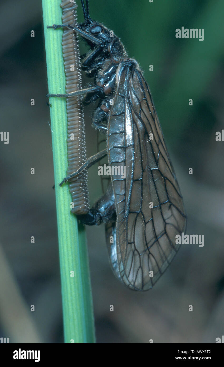Alder flies hi-res stock photography and images - Alamy