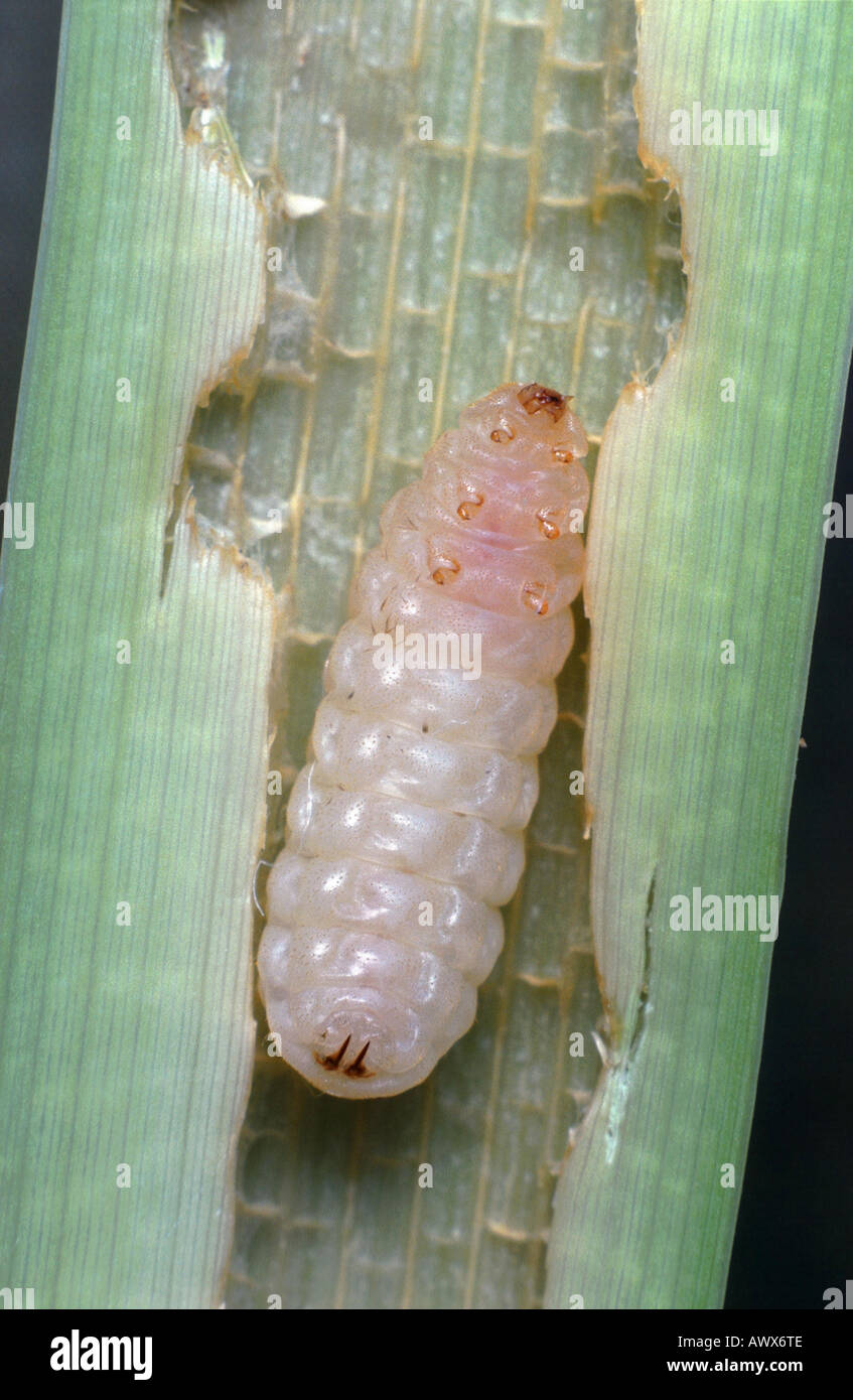 Larva in reet culm hi-res stock photography and images - Alamy