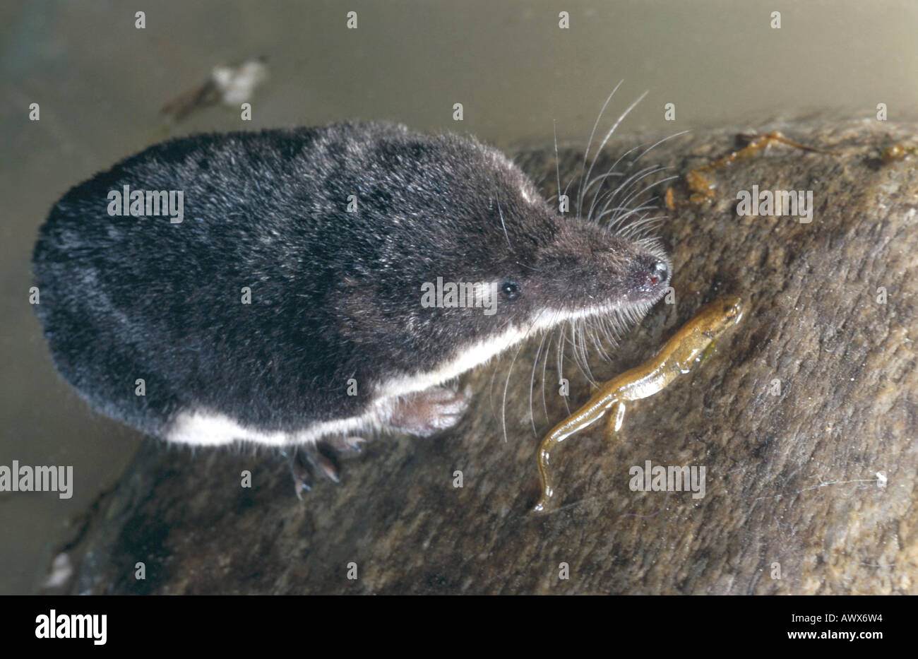 Malayan Water Shrew