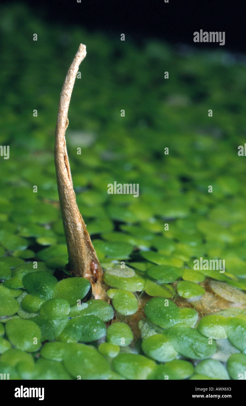 Egg coccon in water hi-res stock photography and images - Alamy