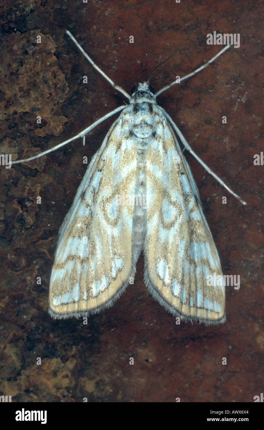 Brown China Mark Moth Stock Photos & Brown China Mark Moth Stock Images ...