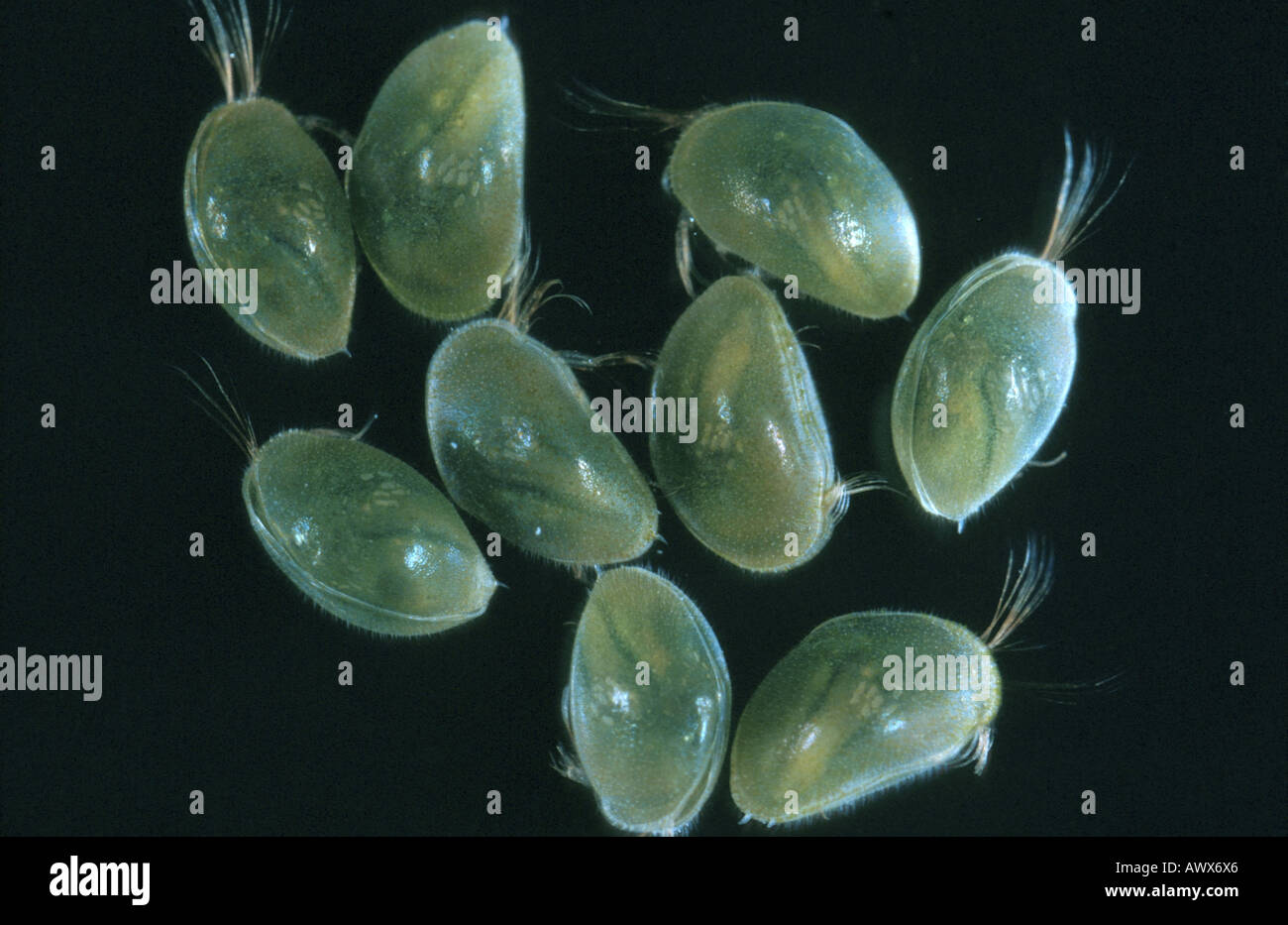 Seed shrimp cypris hi-res stock photography and images - Alamy