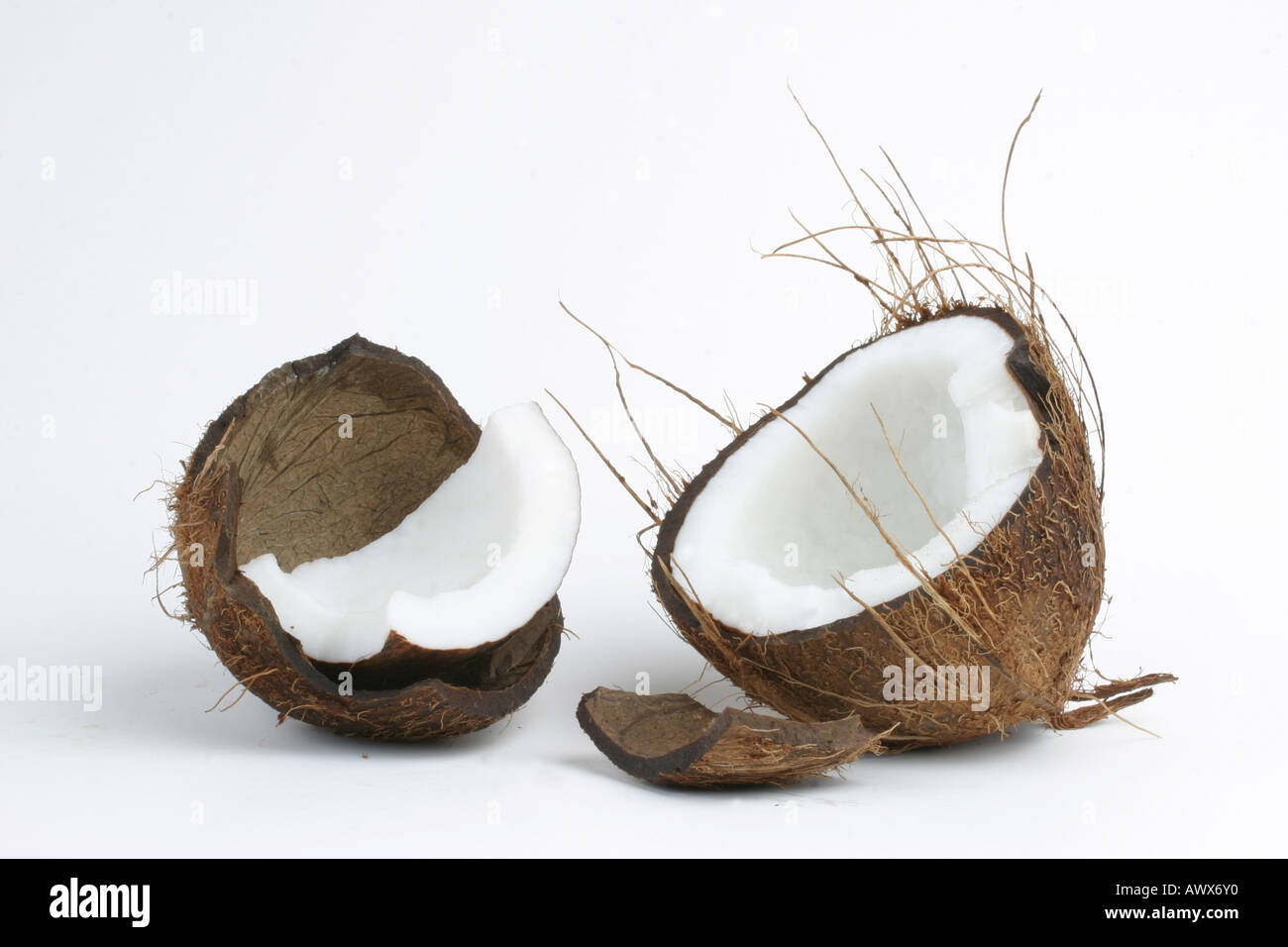coconut palm (Cocos nucifera), nut opened, with fruit (drupe Stock ...