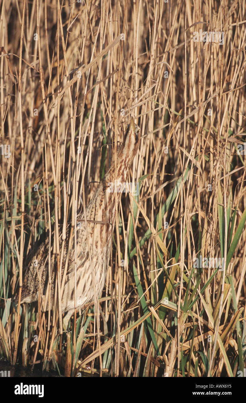 Dutch stance hi-res stock photography and images - Alamy