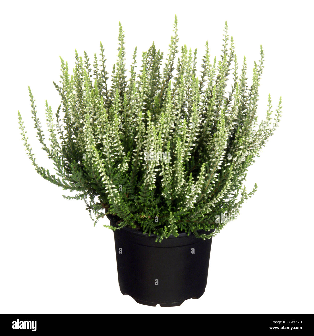 heather, ling (Calluna vulgaris 'Madonna'), potted plant Stock Photo ...