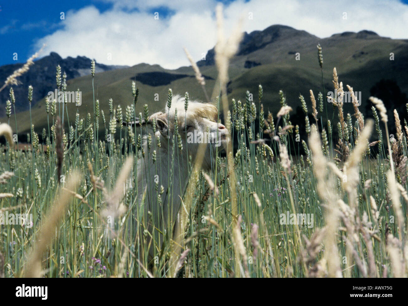 Goat in high grass, Ecuador Stock Photo - Alamy