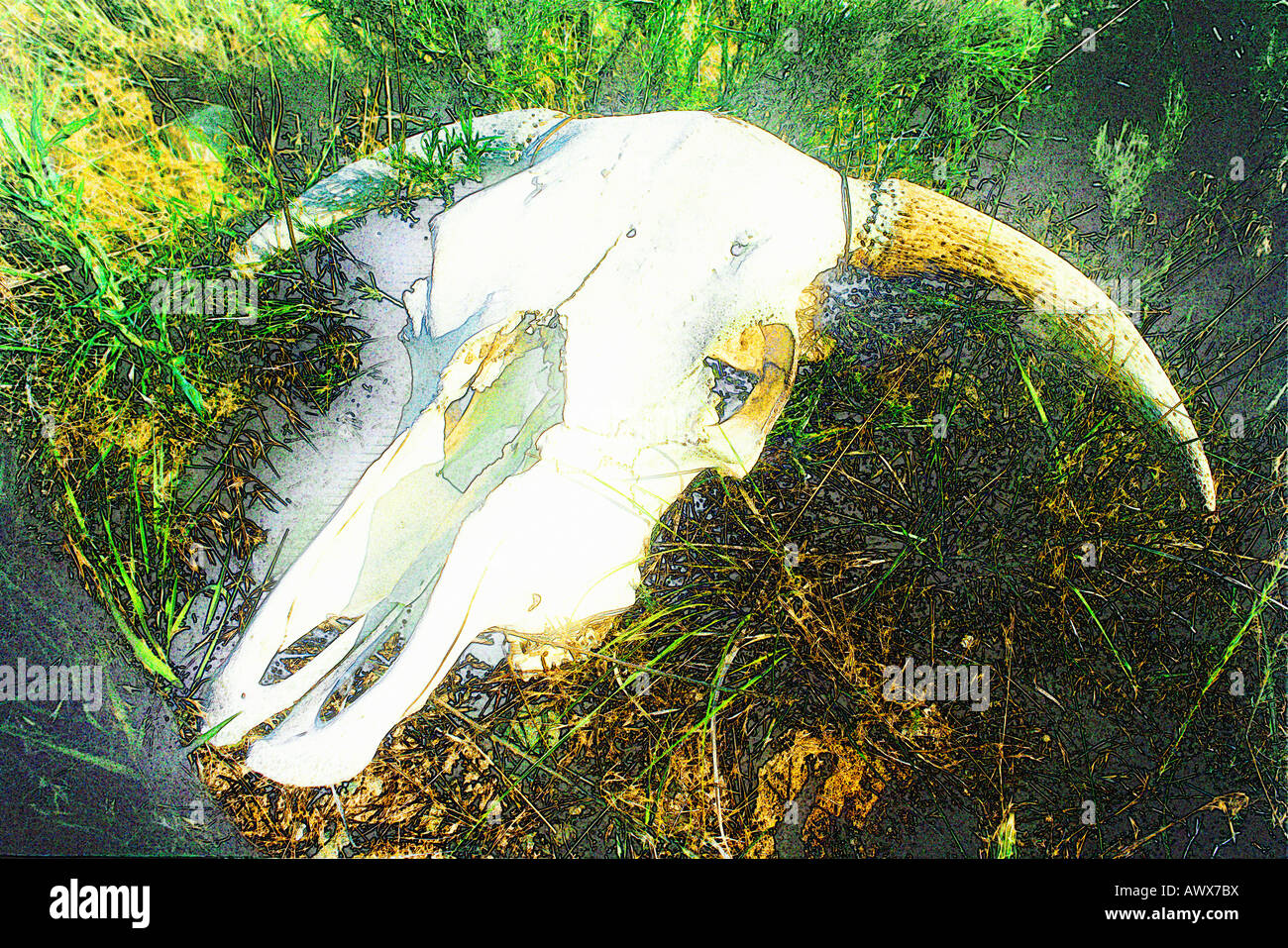 Stylized skull of Longhorn bull in a field - digitally altered Stock ...