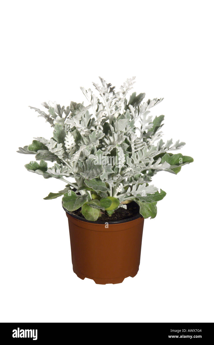 Sea Ragwort, Dusty Miller, Silver Groundsel (Senecio cineraria, Senecio ...