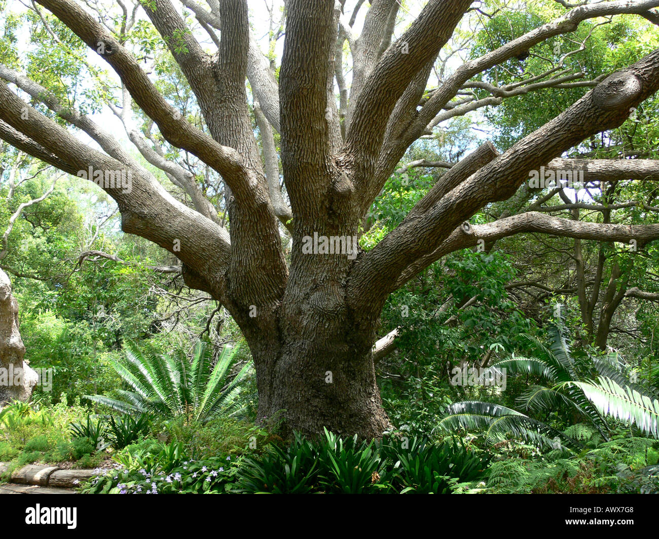camphor tree (Cinnamomum camphora), trunk of a single tree Stock Photo ...