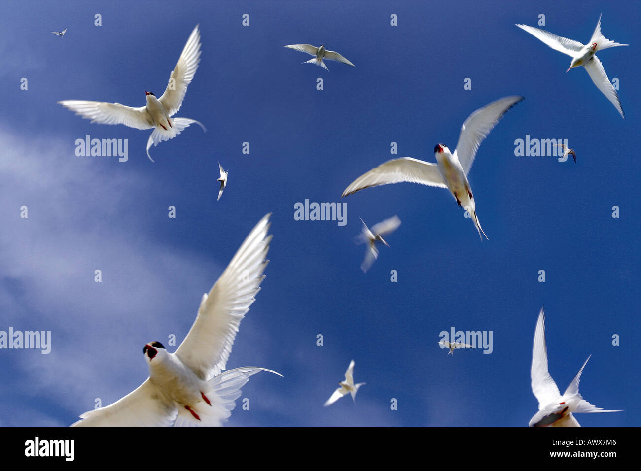 Arctic tern sterna paradisaea flock hi-res stock photography and images ...