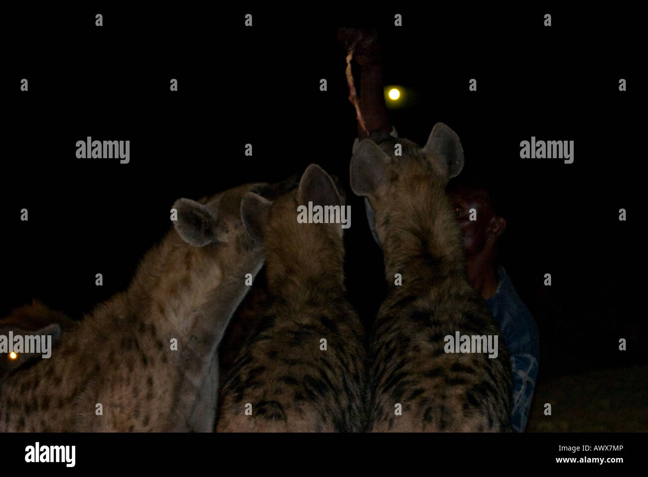 The famous hyena man feeding hyenas at night in Harar, Ethiopia, Africa ...