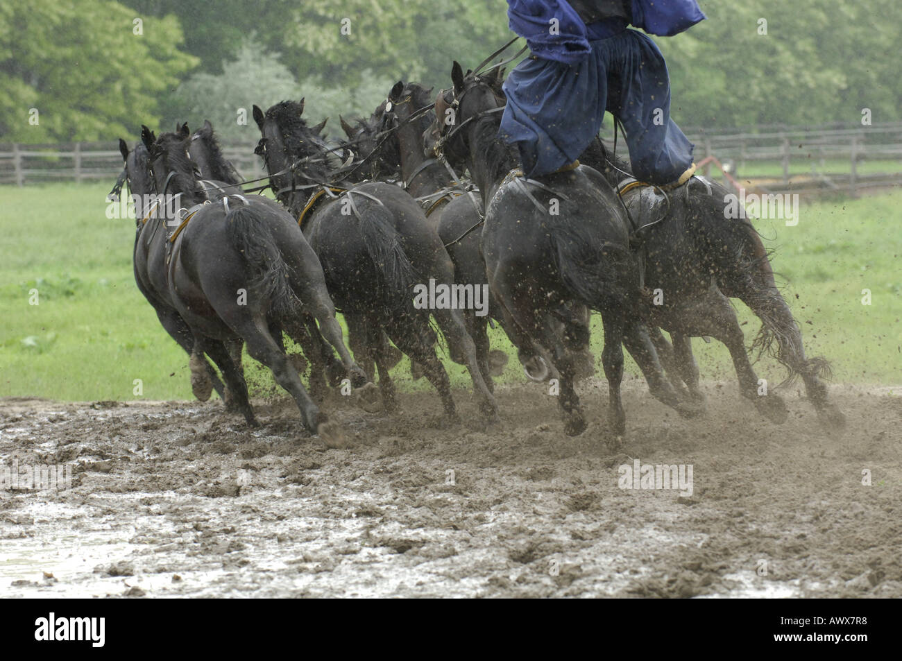 , Hungary, Puszta Stock Photo - Alamy