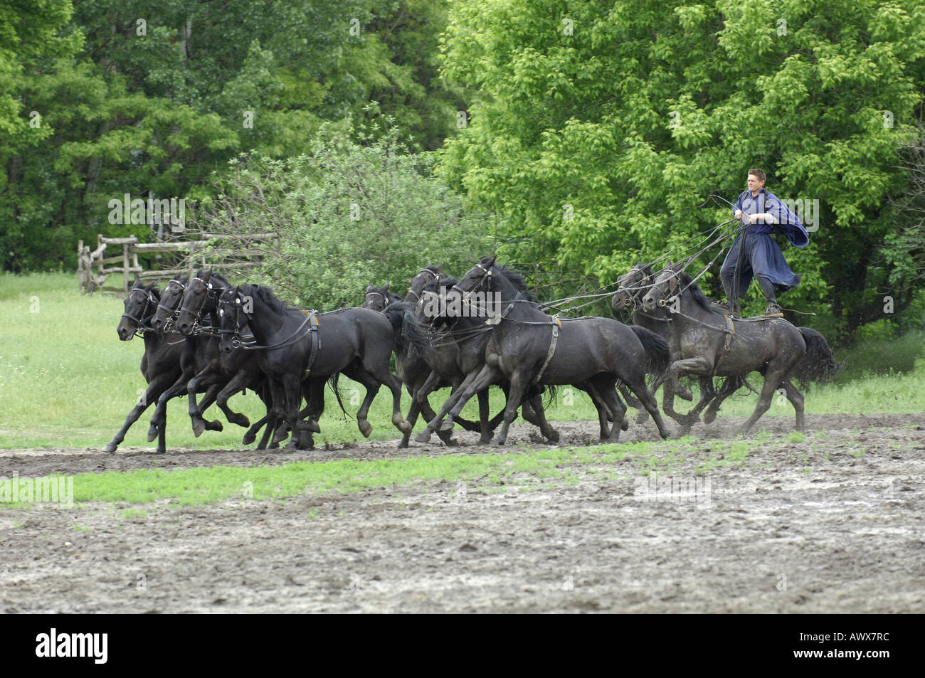 Man harnessed hi-res stock photography and images - Alamy