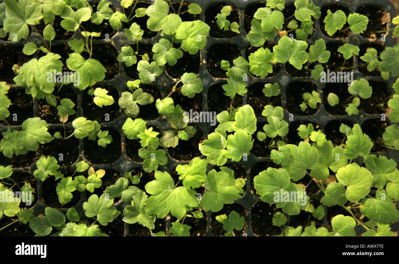 Delphinium Seedlings