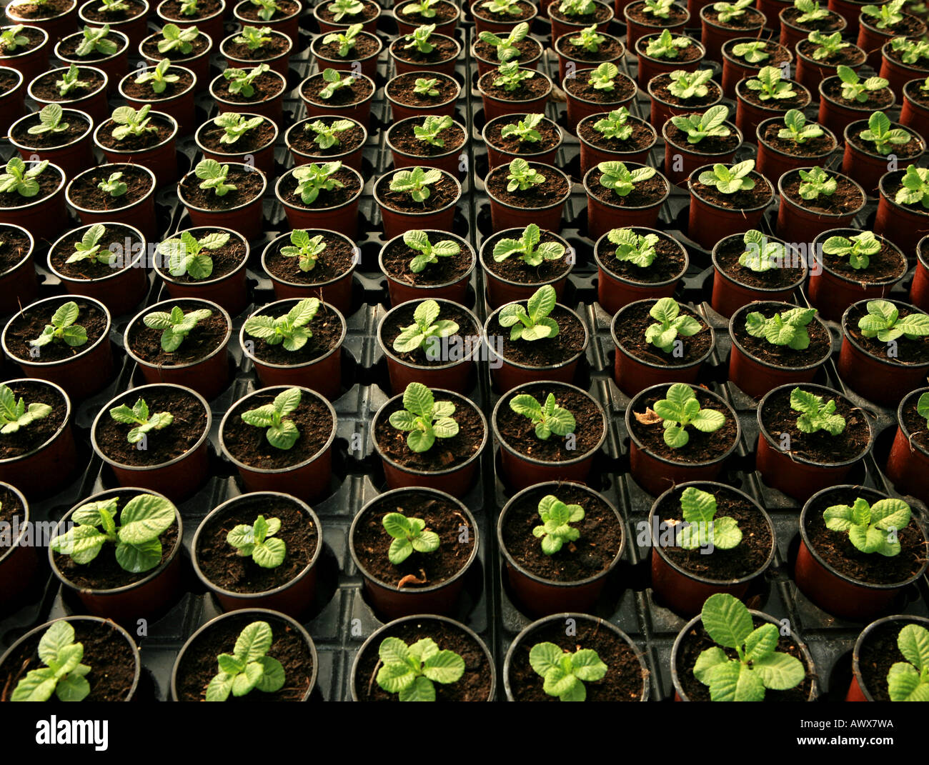 Primrose nursery hi-res stock photography and images - Alamy