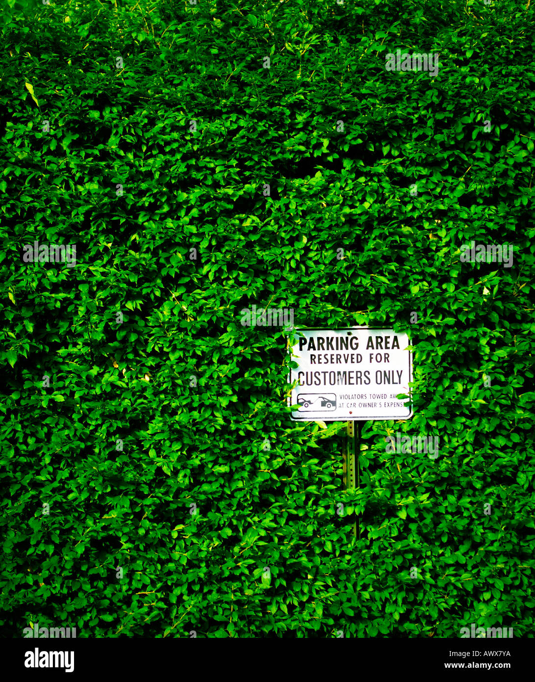 no parking sign partially obscured by dense hedge foliage Stock Photo ...