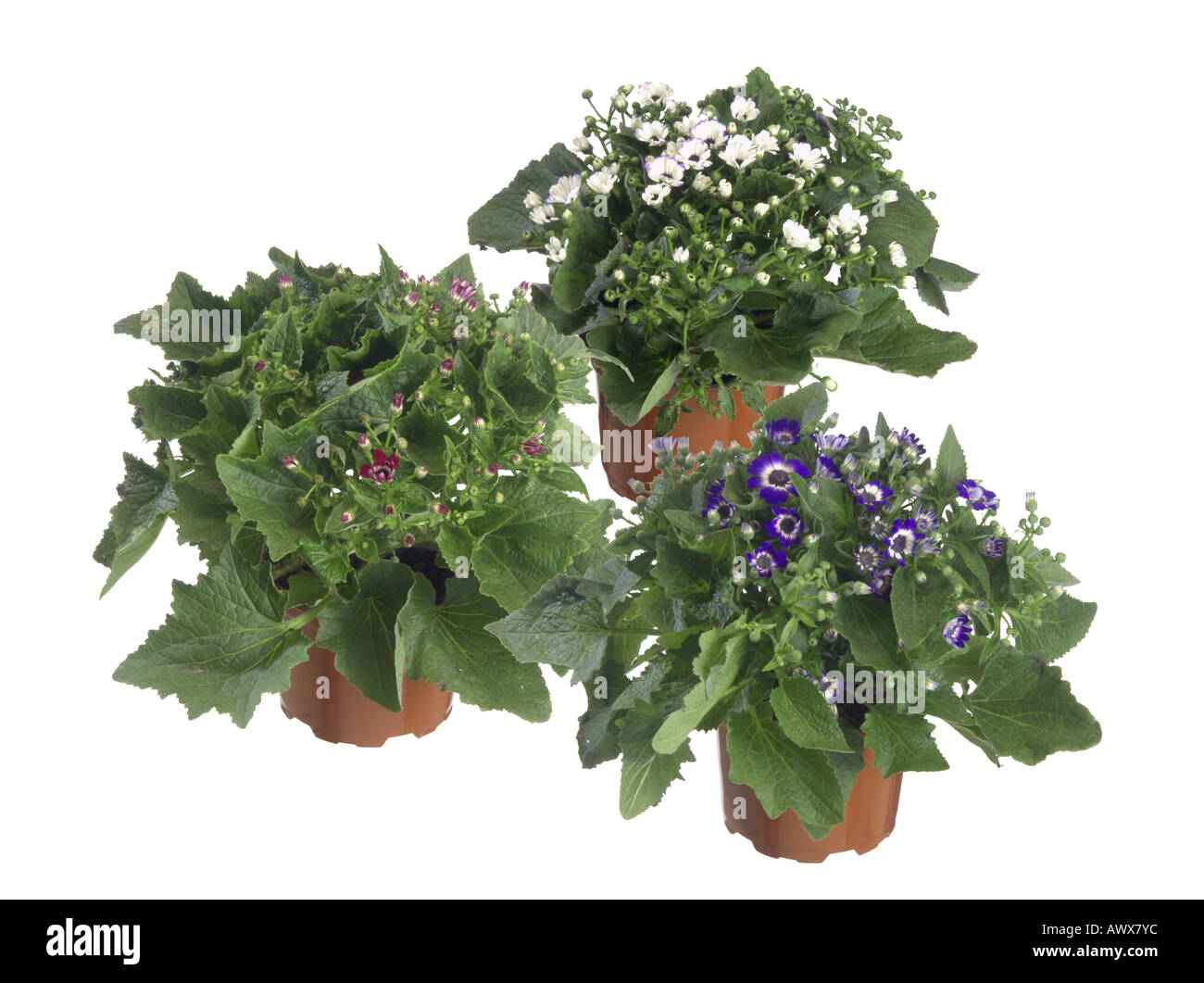 Cineraria Senecio Hybridus High Resolution Stock Photography and Images ...