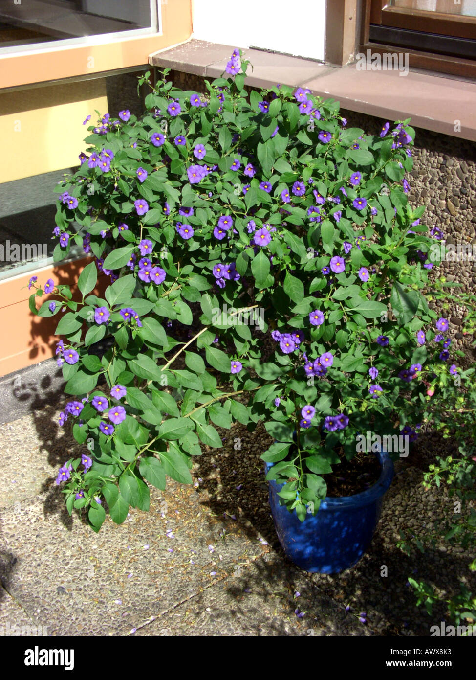 blue solanum shrub (Solanum rantonnetii, Lycianthes rantonnetii ...