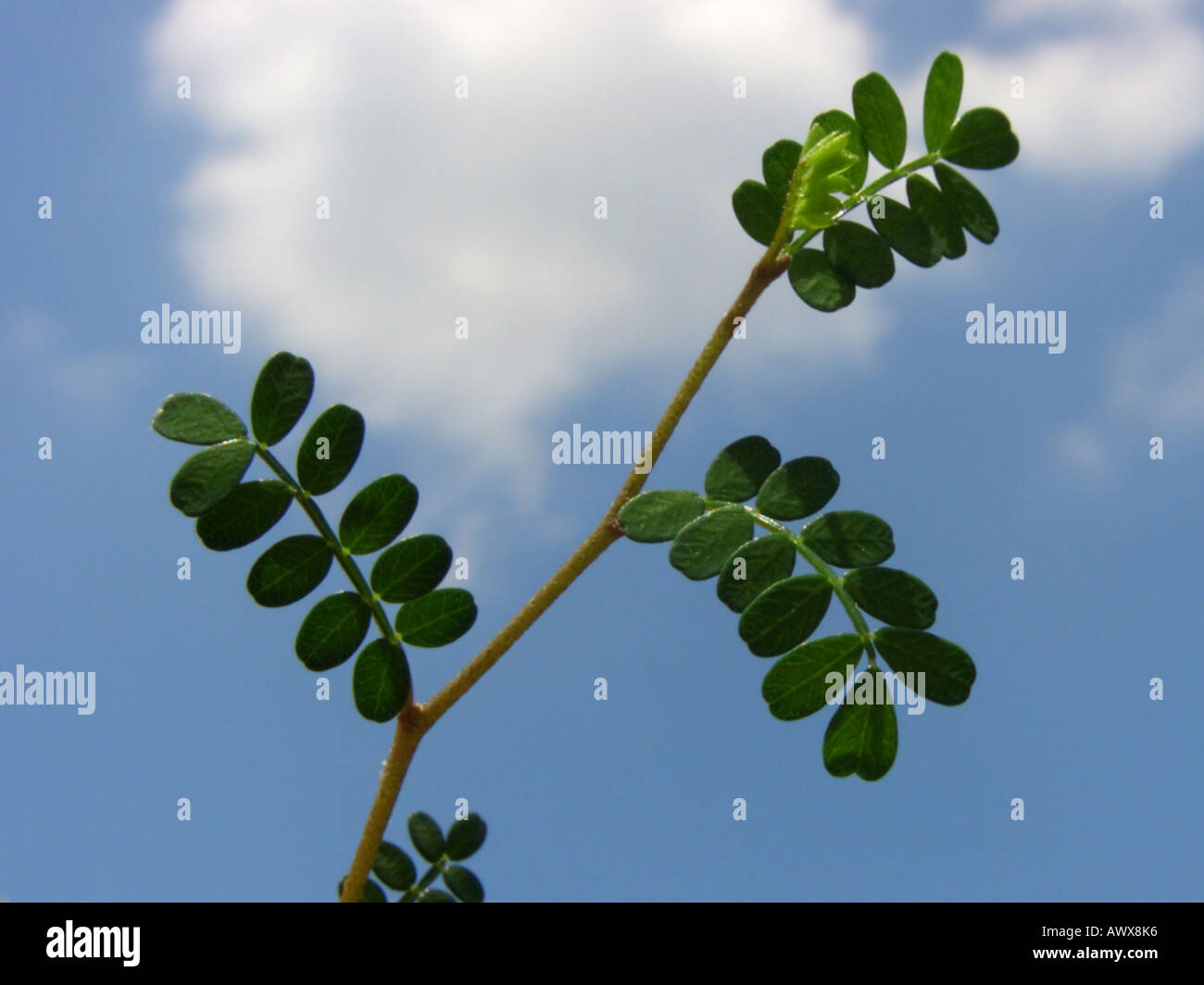 Sophora prostrata hi-res stock photography and images - Alamy