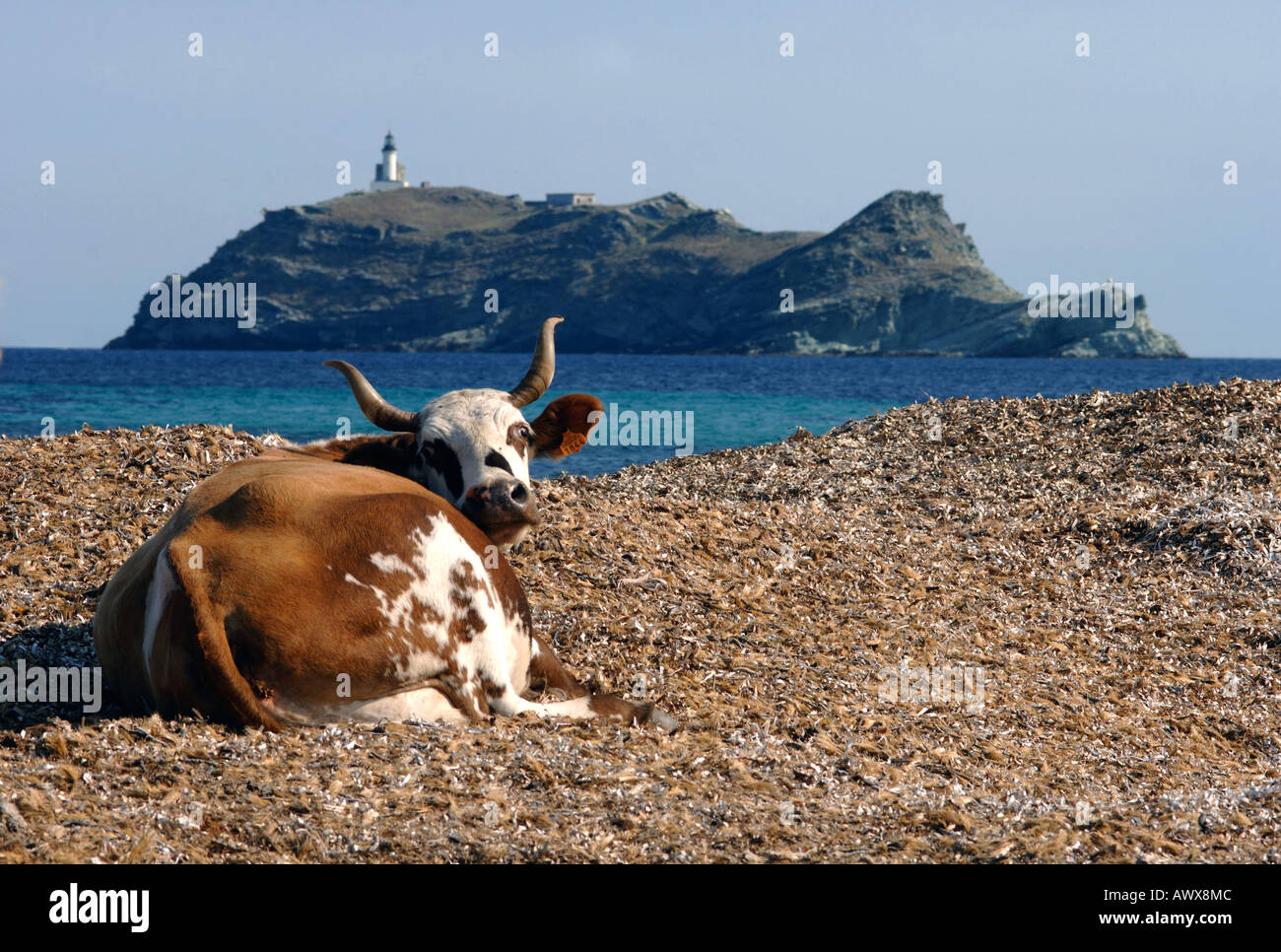 Corsican cattle hi-res stock photography and images - Alamy