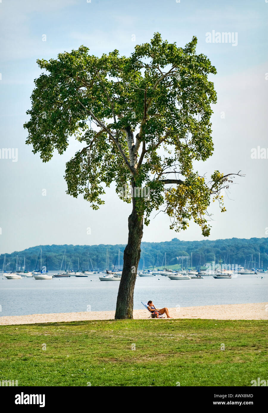 person under tree Stock Photo - Alamy