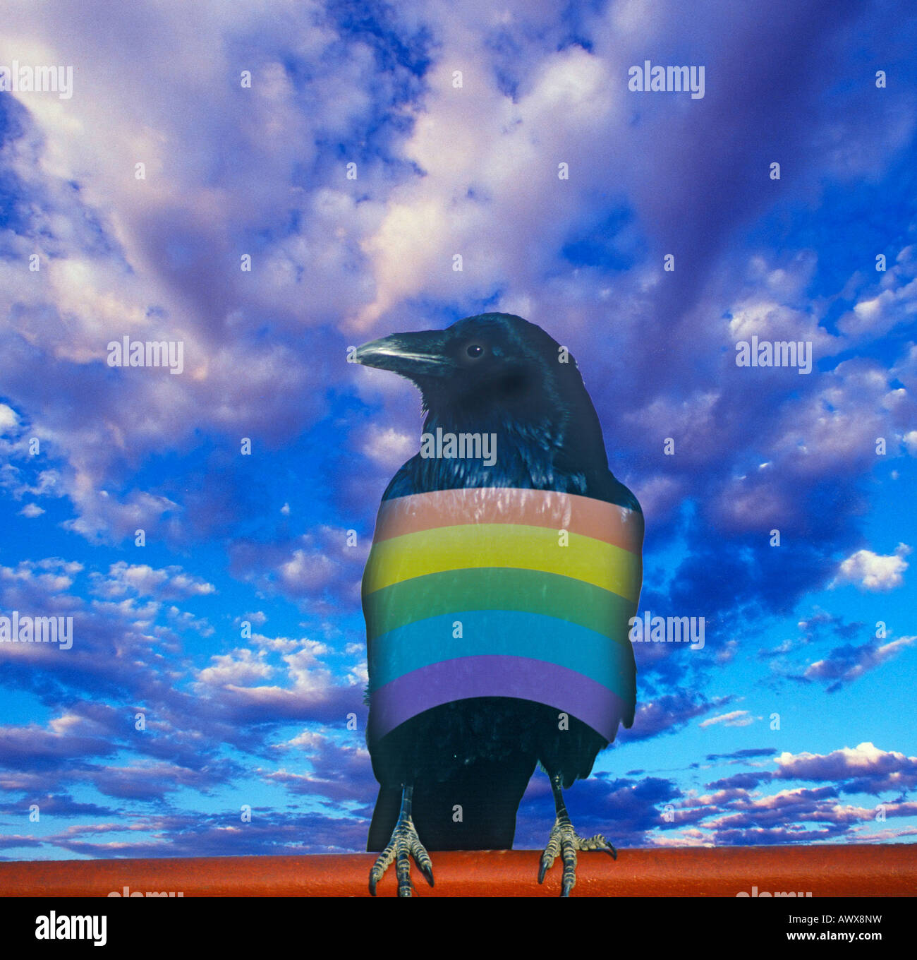 Digitally altered view of a rainbow striped black crow and blue sky ...