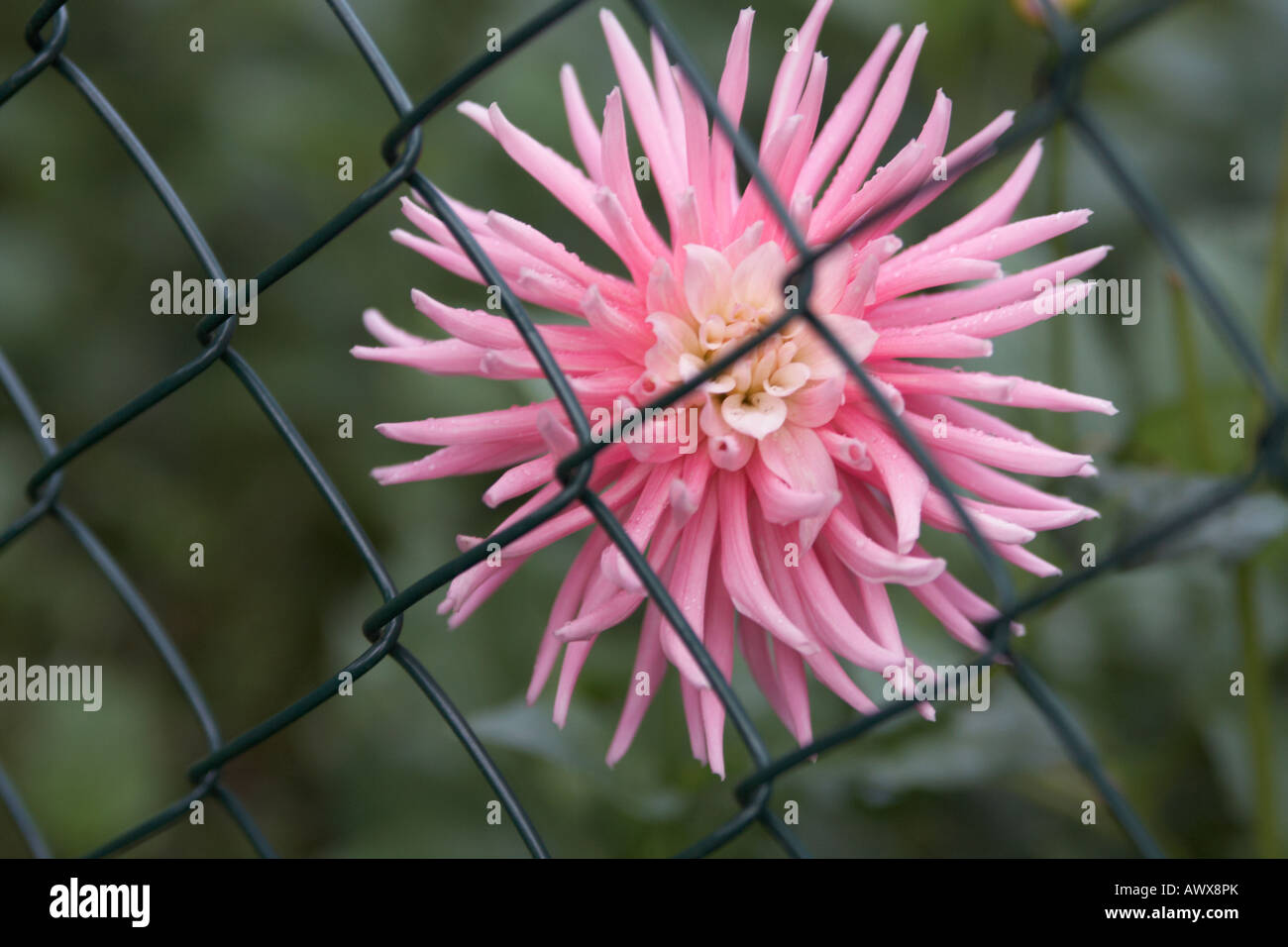 Close up view of a pink Dahlia flower behind grating autumnal landscape ...