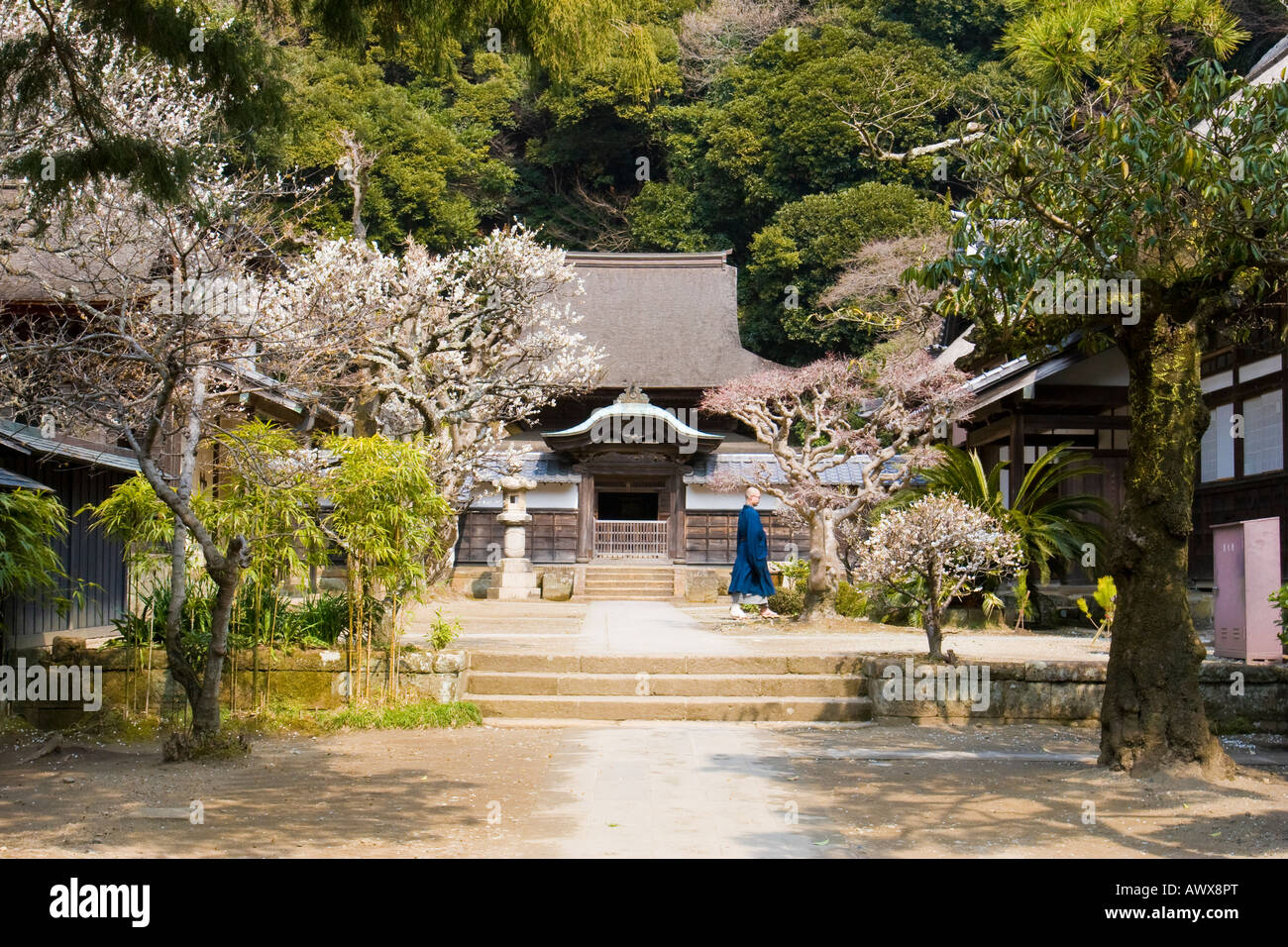Buddhist monk walking in the Shariden garden inside the Engakuji temple ...