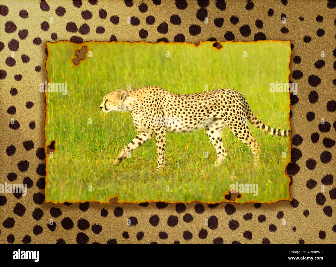 Composite image of cheetah walking through high grasslands in Kenya ...