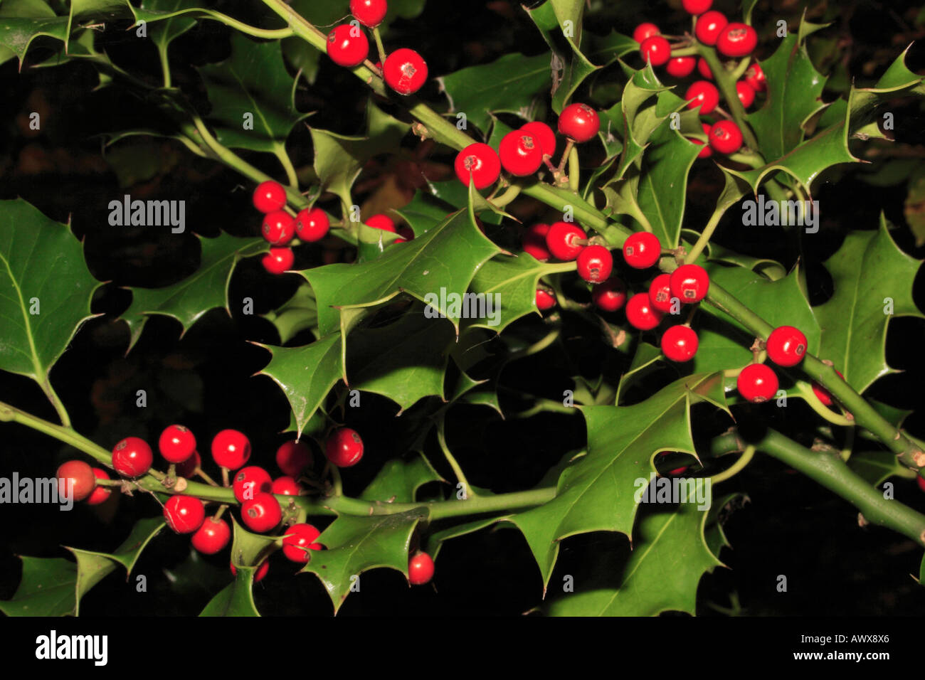 Holly bush growing wild hi-res stock photography and images - Alamy