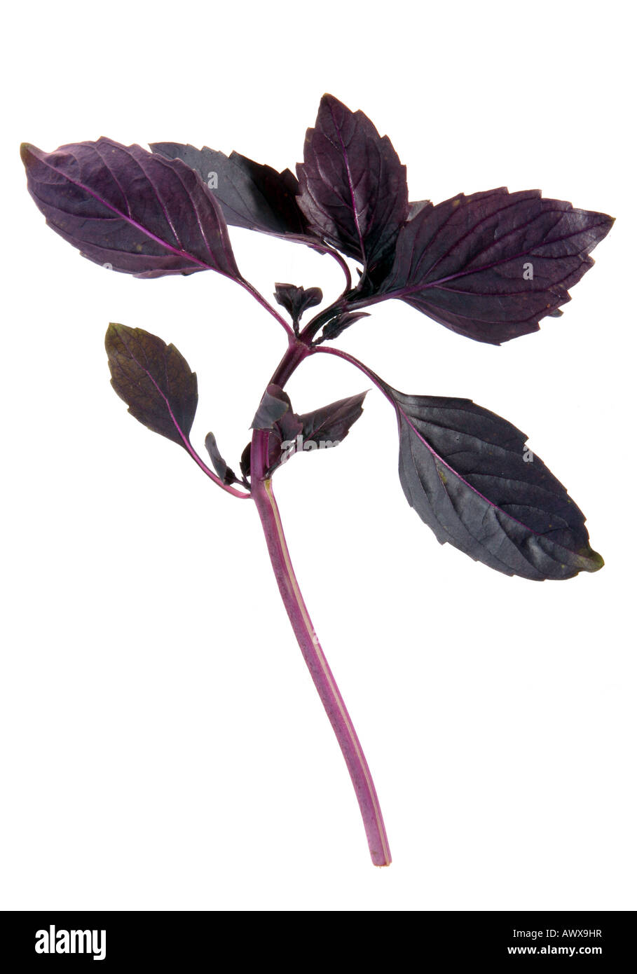 Basil herb spice leaf isolated on white background Stock Photo - Alamy