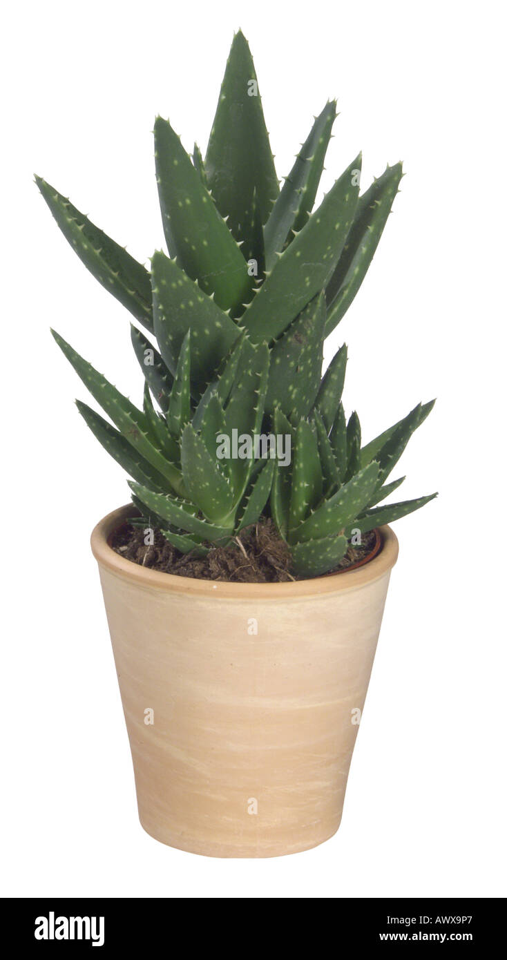 aloe (Aloe arborescens), potted plant Stock Photo - Alamy
