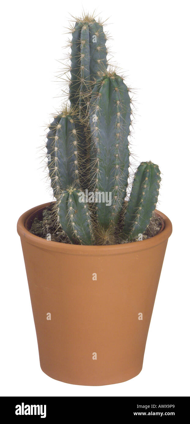 Cereus cereus spec Cut Out Stock Images & Pictures - Alamy