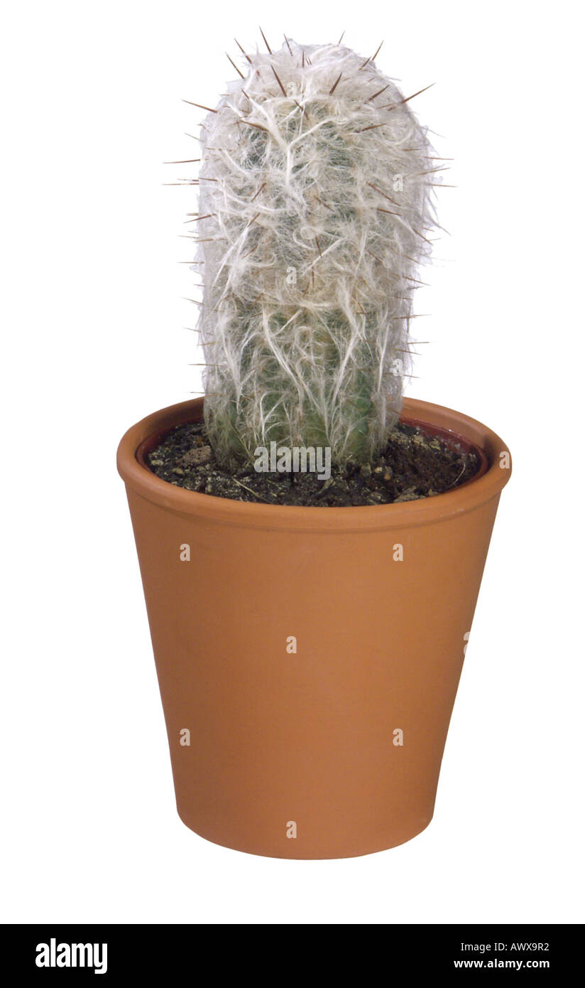 Old man cactus cephalocereus senilis hi-res stock photography and ...