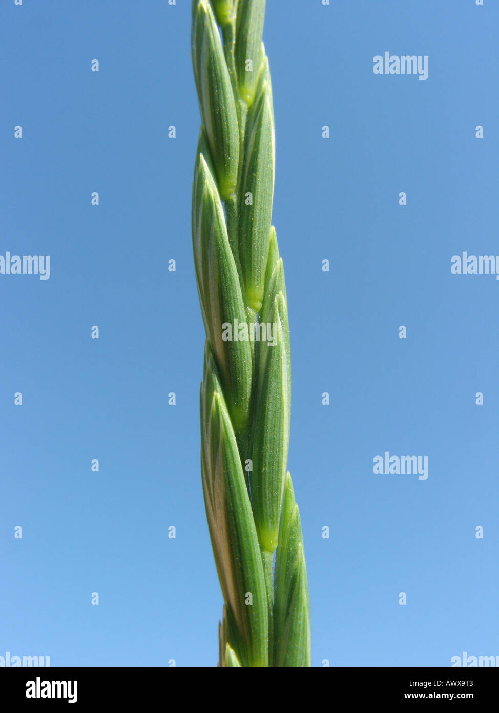 quackgrass (Agropyron repens, Elymus repens), inflorescence against ...
