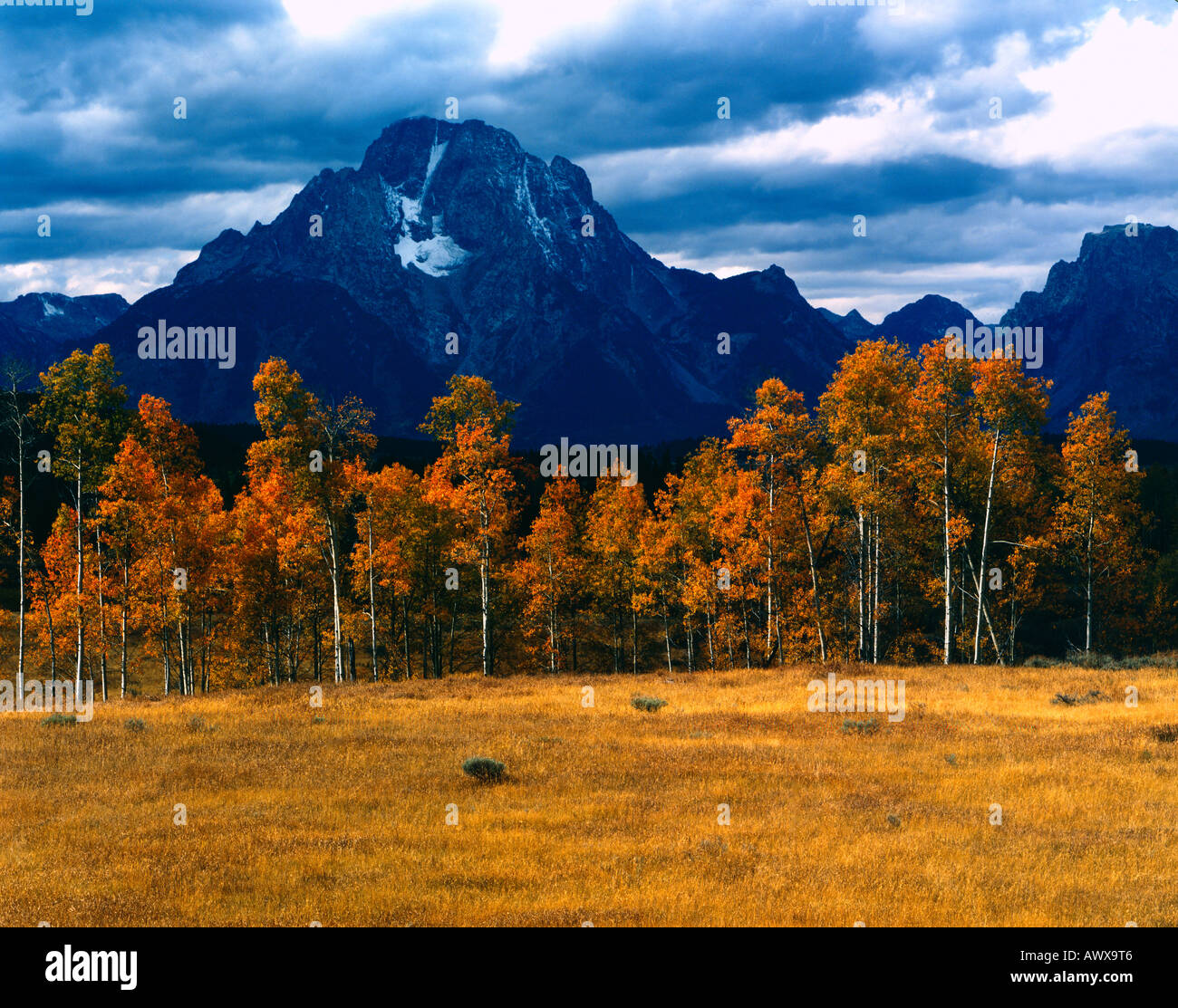 Golden aspen leaves dominate the color scheme at Grand Teton National ...