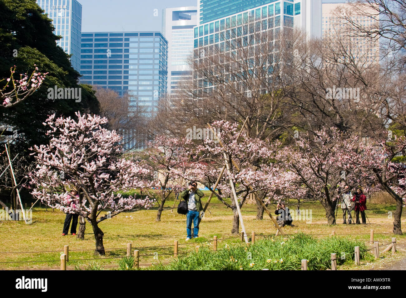 Plum trees hi-res stock photography and images - Alamy