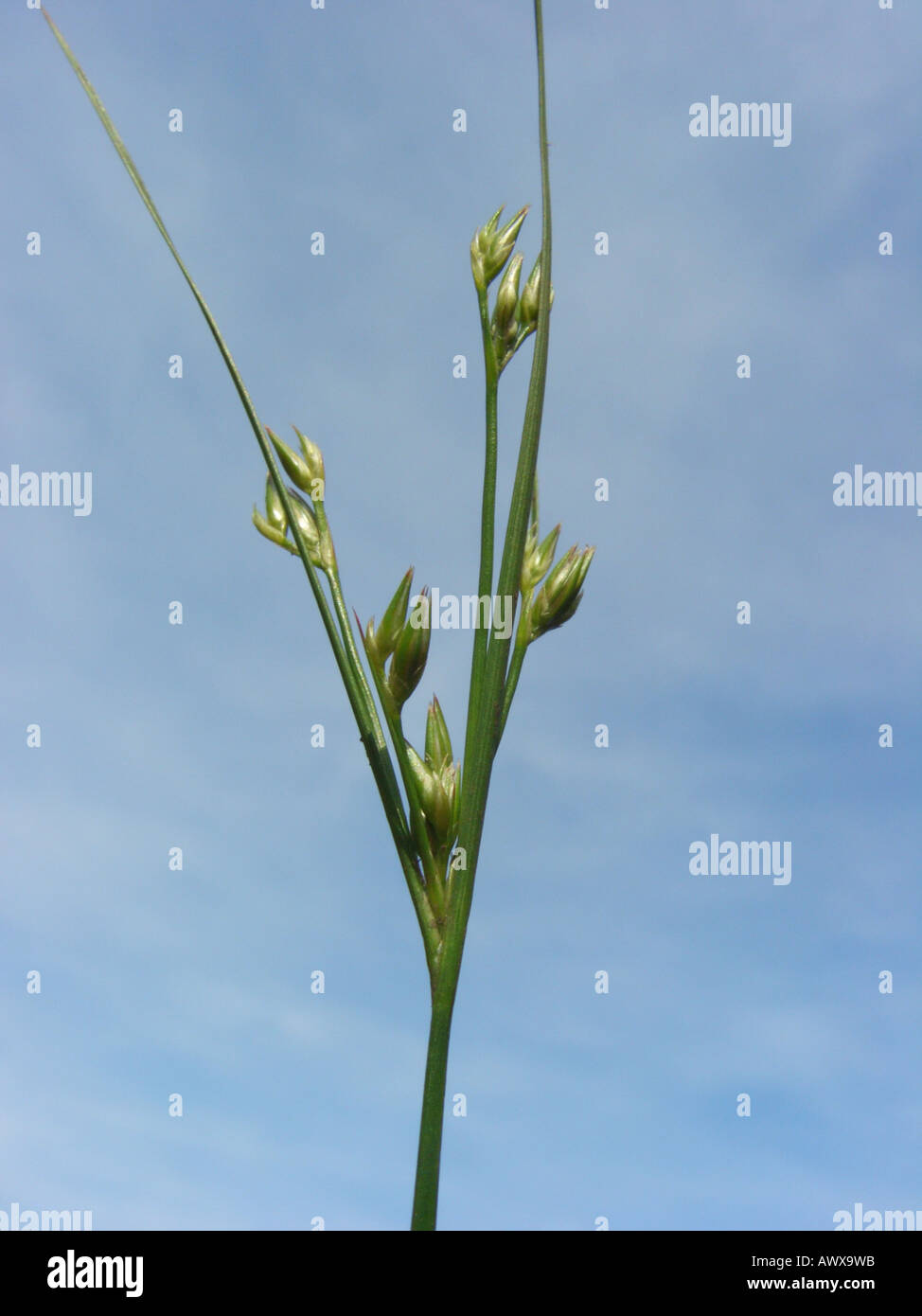 slender rush, path rush (Juncus tenuis), inflorescence against blue sky ...