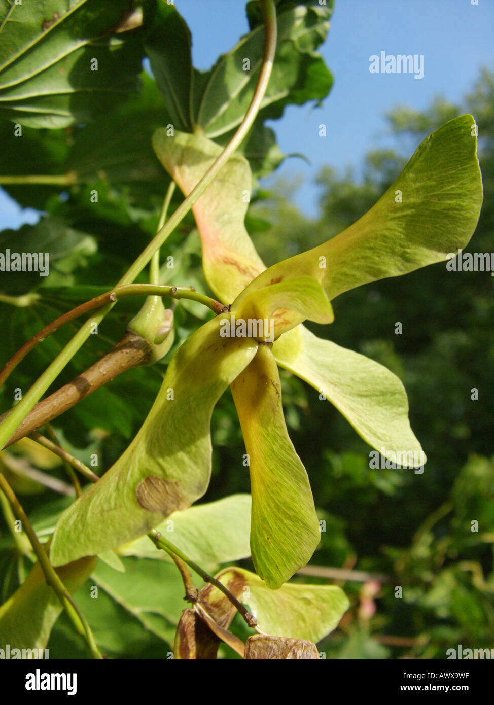 Fruit schizocarp hi-res stock photography and images - Alamy